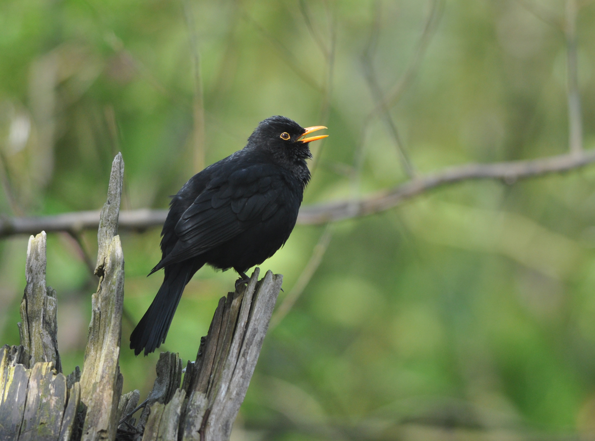Blackbird migration at Revtangen BO - Revtangen